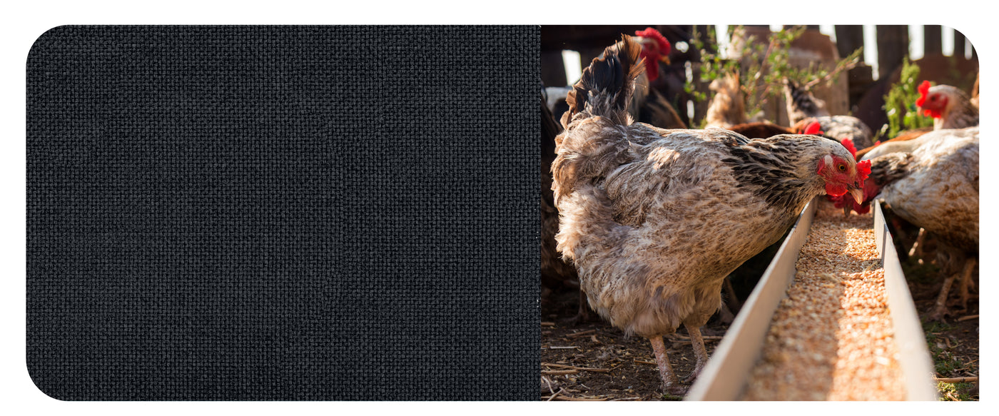 Proven Chicken Feed: Boost Health & Egg Yield - Leland Mills