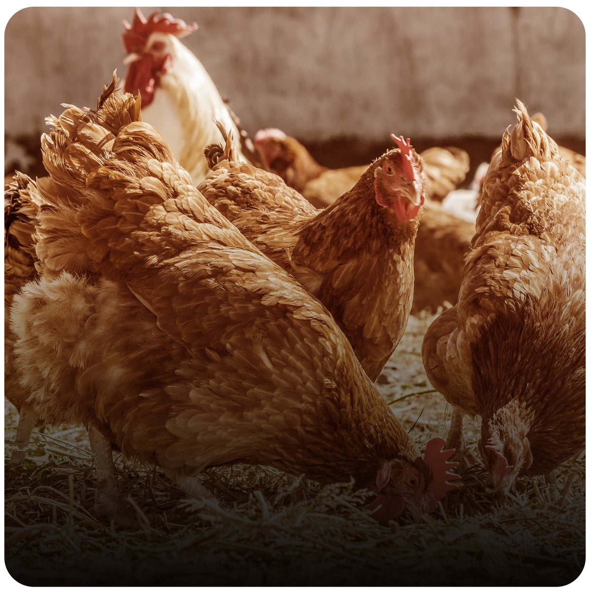 Leland Mills | Premium Quality Animal Feed | Homepage