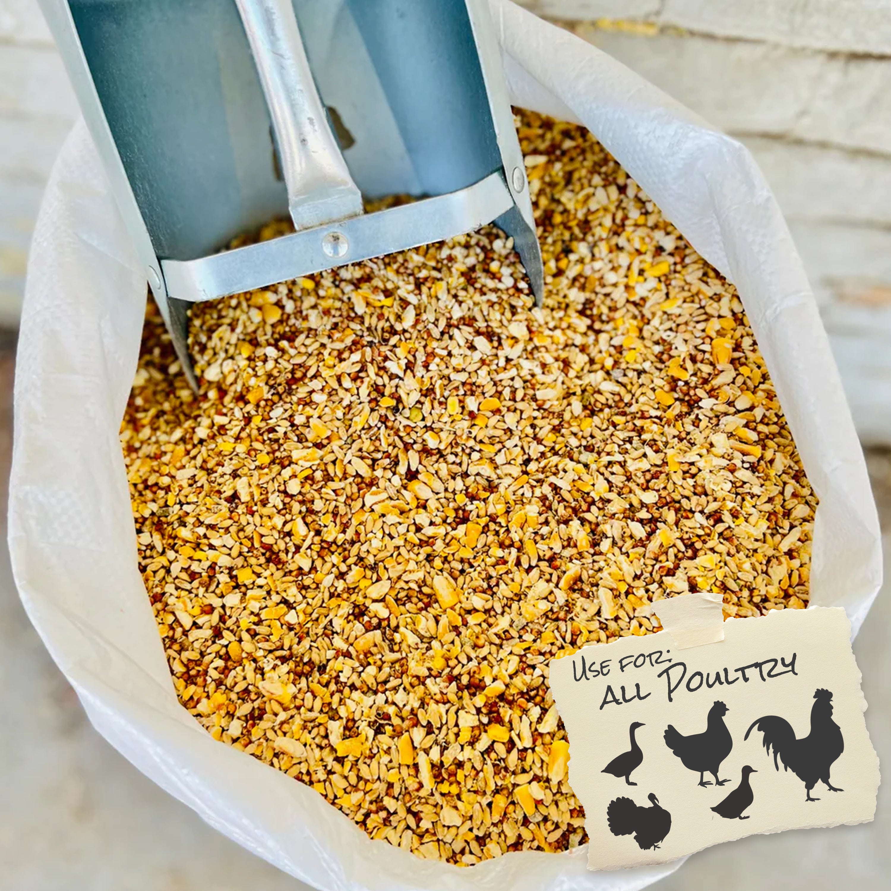 Proven Chicken Feed: Boost Health & Egg Yield - Leland Mills