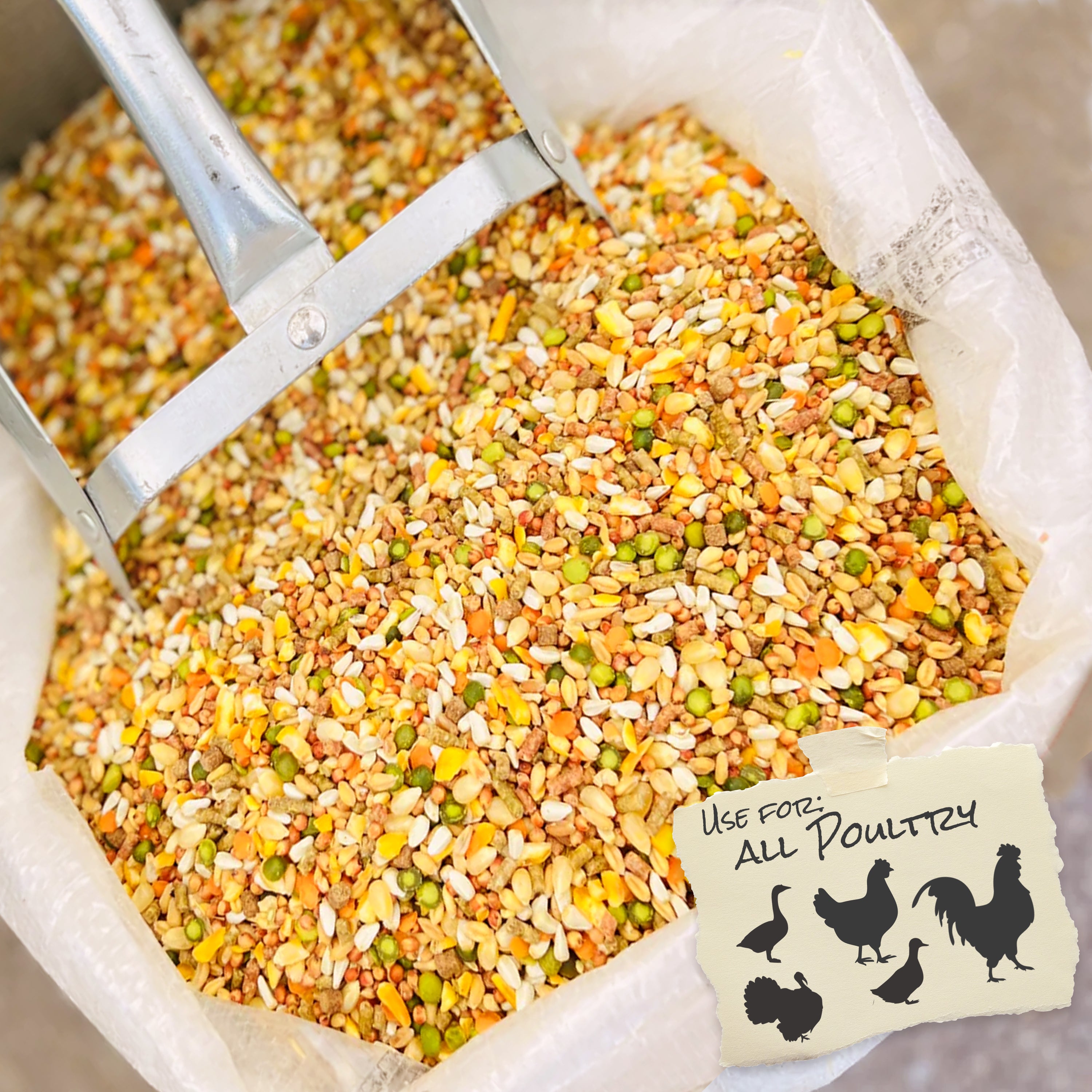 Gallo Pro Poultry Feed | Chicken Feed | Leland Mills