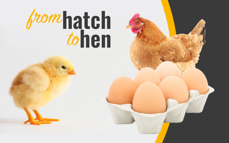 From Hatch to Hen: 3-Step Layer Method - Leland Mills