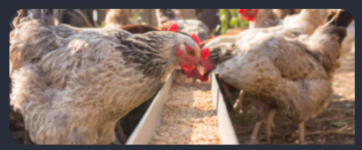 Proven Chicken Feed: Boost Health & Egg Yield - Leland Mills